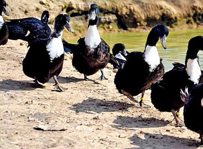 The Duclair Duck - Backyard Poultry